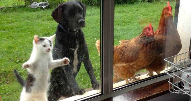 On cats and dogs. And chickens. And a horse. And a mule. - WinCity Voices